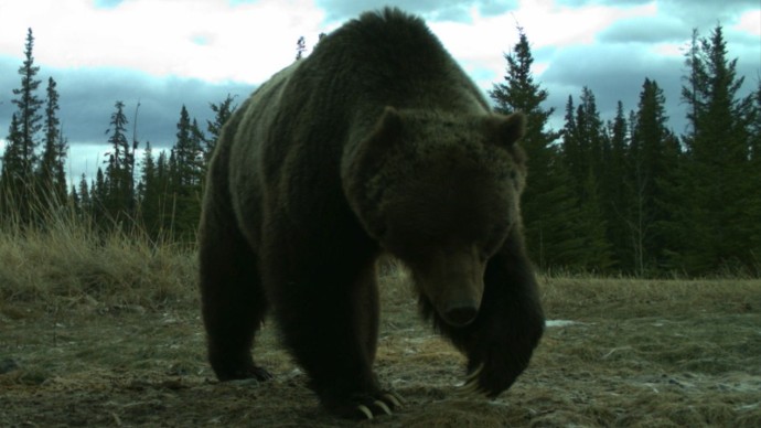 The Boss emerges from hibernation in Banff National Park - CochraneNow ...