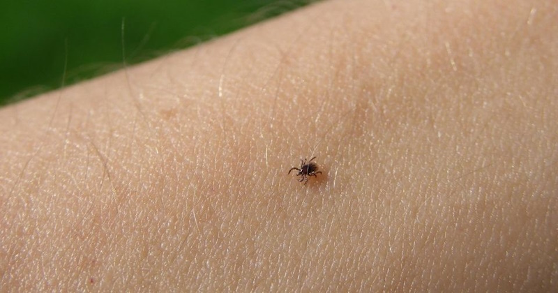 Tick-ed off: Protect yourself from tick bites - DiscoverMooseJaw.com ...