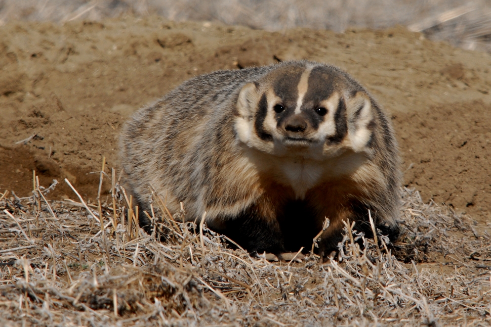 Nature Saskatchewan marks first ever Badger Day - DiscoverWeyburn.com ...