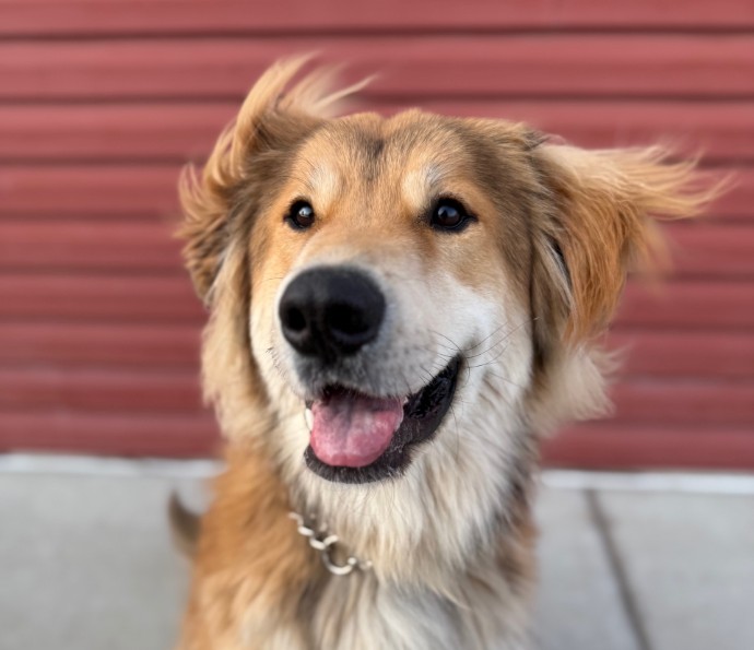 Adorable Adoptables: Lightning McQueen is looking for his pit crew ...