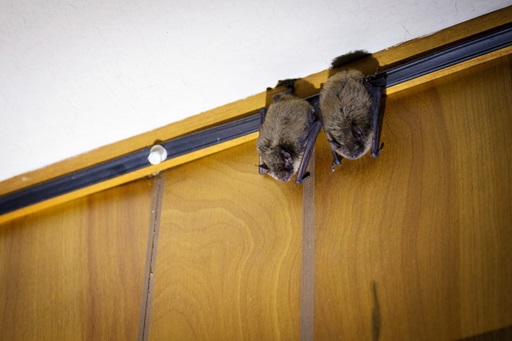 Bats aren't pests... But May is a good time to nicely evict them ...