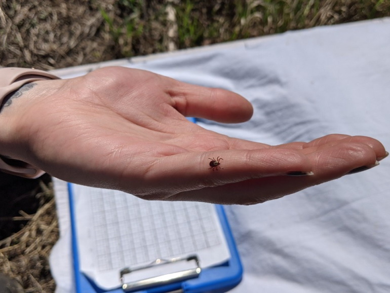 Spring in Manitoba means the return of geese, green lawns and ticks ...