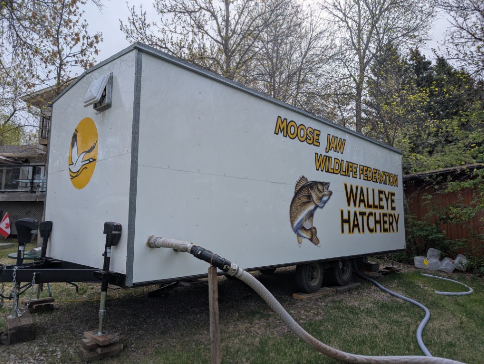 Walleye Hatchery by MJ Wildlife Federation has proved a game-changer ...