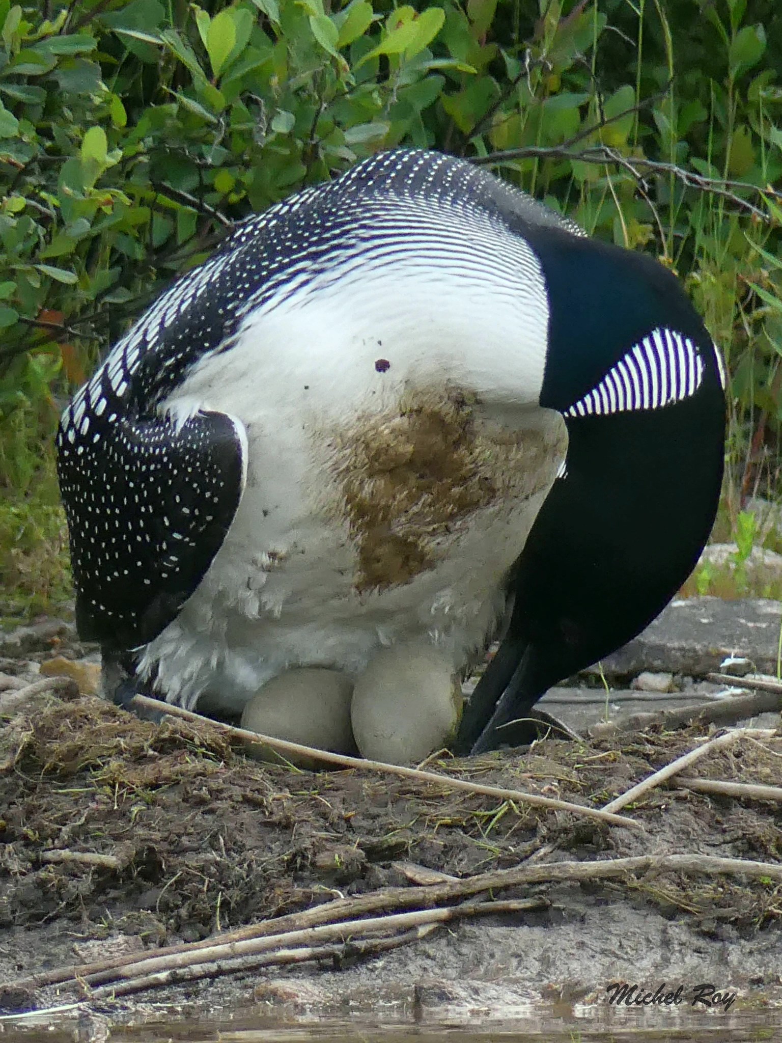 Loonies off limits: Banff closes lake section to protect nesting birds ...