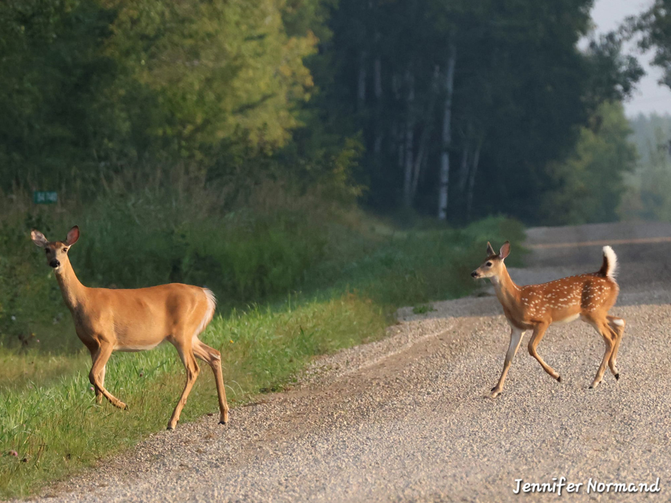 ‘Helping’ deer fawns could do more harm than good, warns wildlife ...