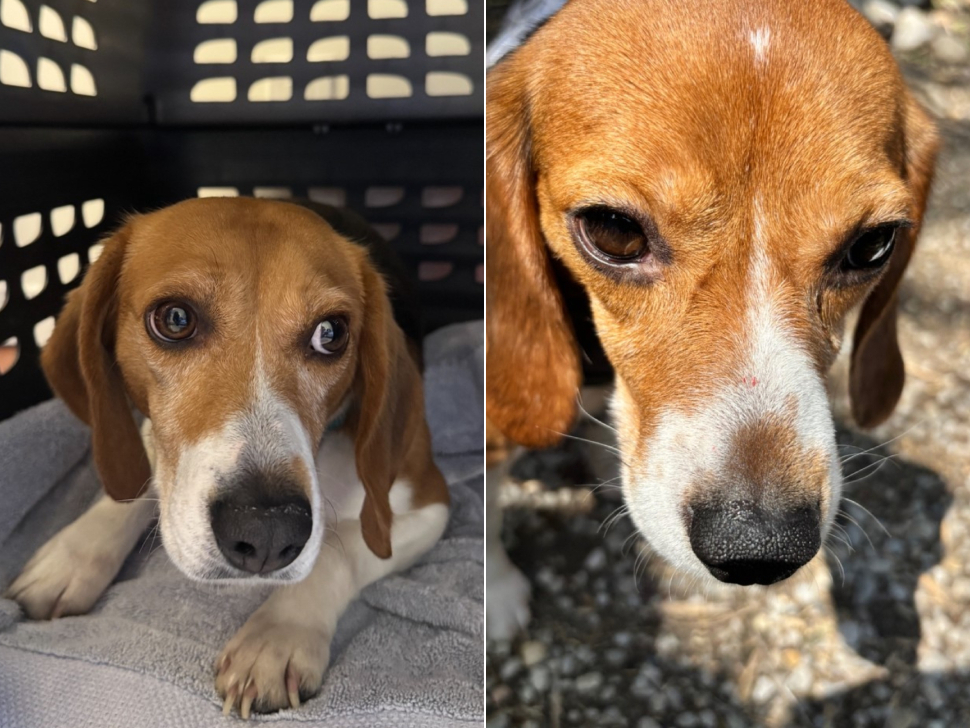 Anola-based rescue celebrates release of two beagles from Canadian lab ...