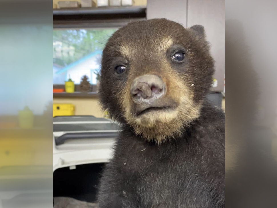 Bear cub rescued from Lac du Bonnet fire dies from injuries ...