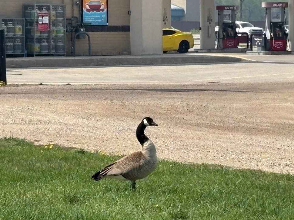 Goose attack at A.D. Penner Park prompts safety warning ...