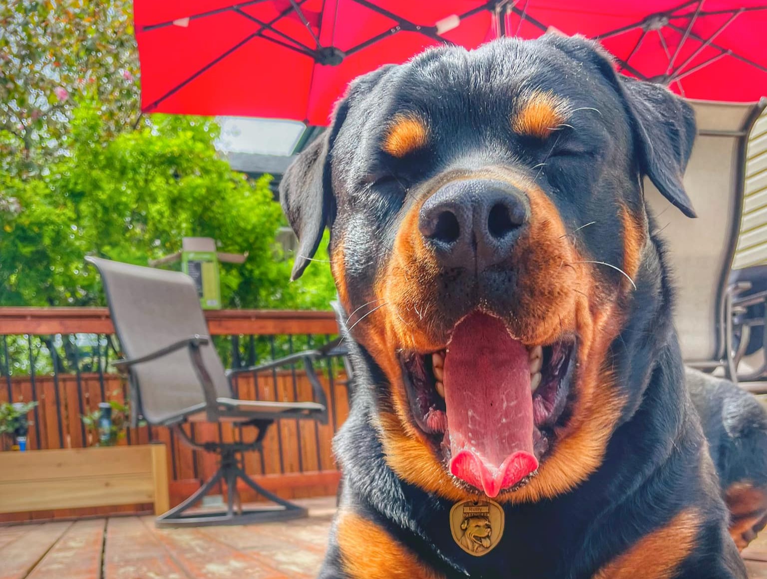 ‘So hot, so fast’: Airdrie fire chief warns pet owners as 21 degrees ...
