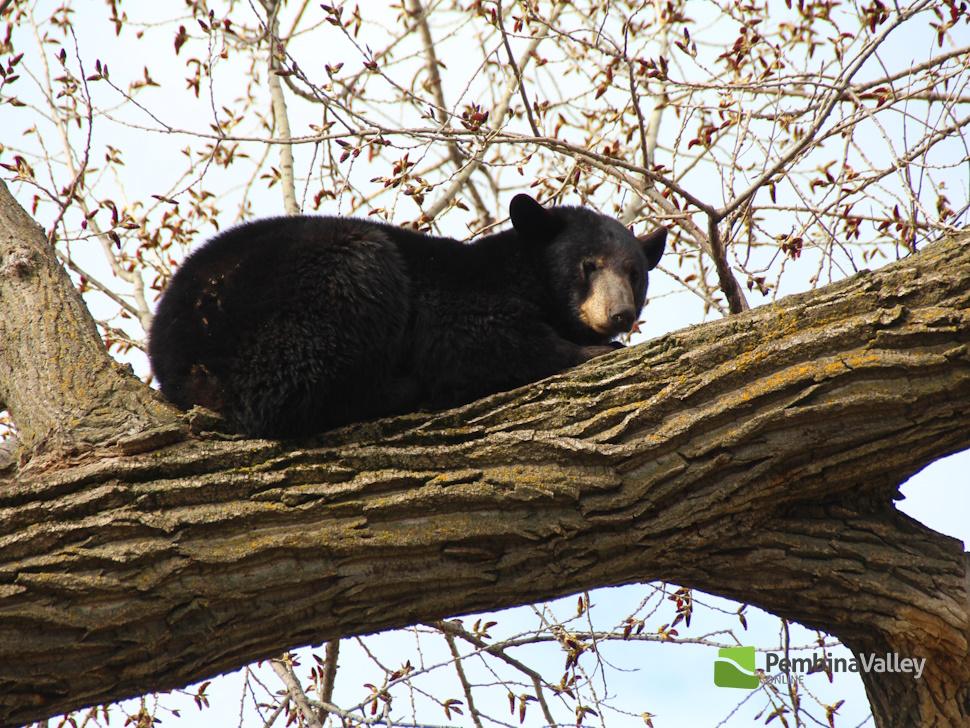 “Oh dear, a bear!”: Altona man wakes up to black bear napping in his ...
