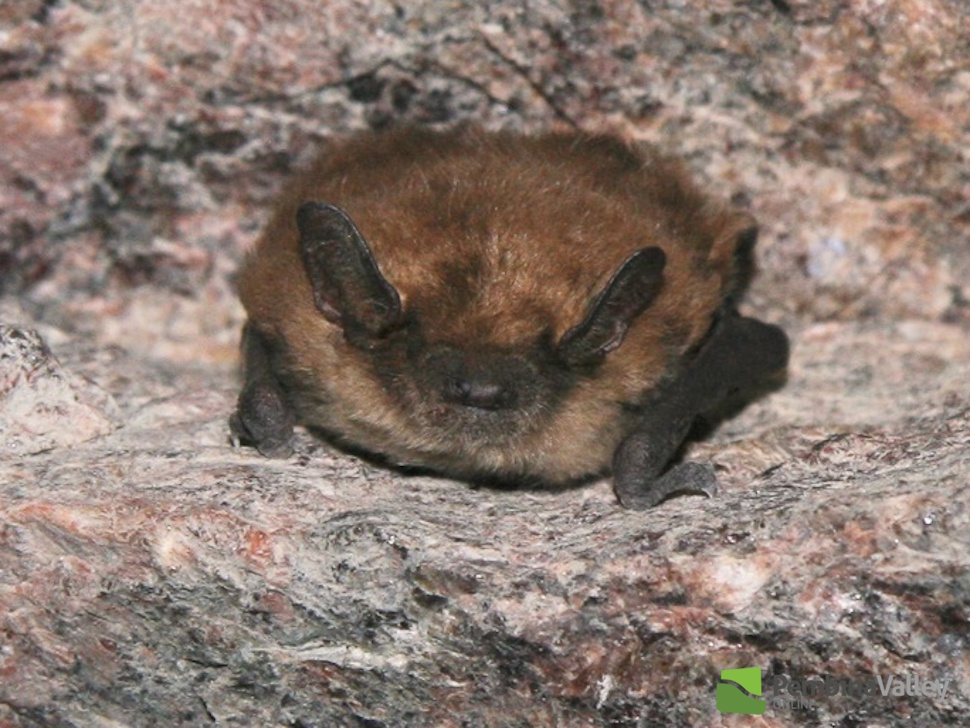 Where are the bats, and why should we care? A White-nose Syndrome ...
