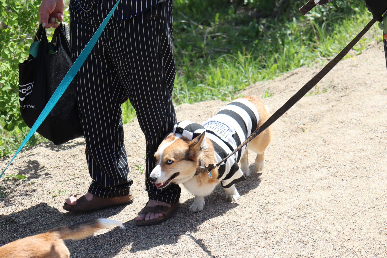 Sask Corgi Races - a celebration of low-ride speedsters ...