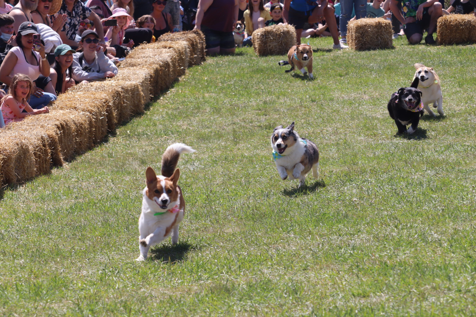 Sask Corgi Races - a celebration of low-ride speedsters ...