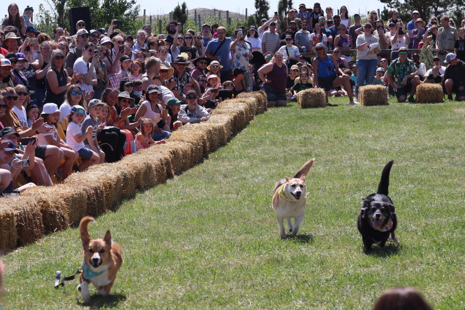 Sask Corgi Races - a celebration of low-ride speedsters ...
