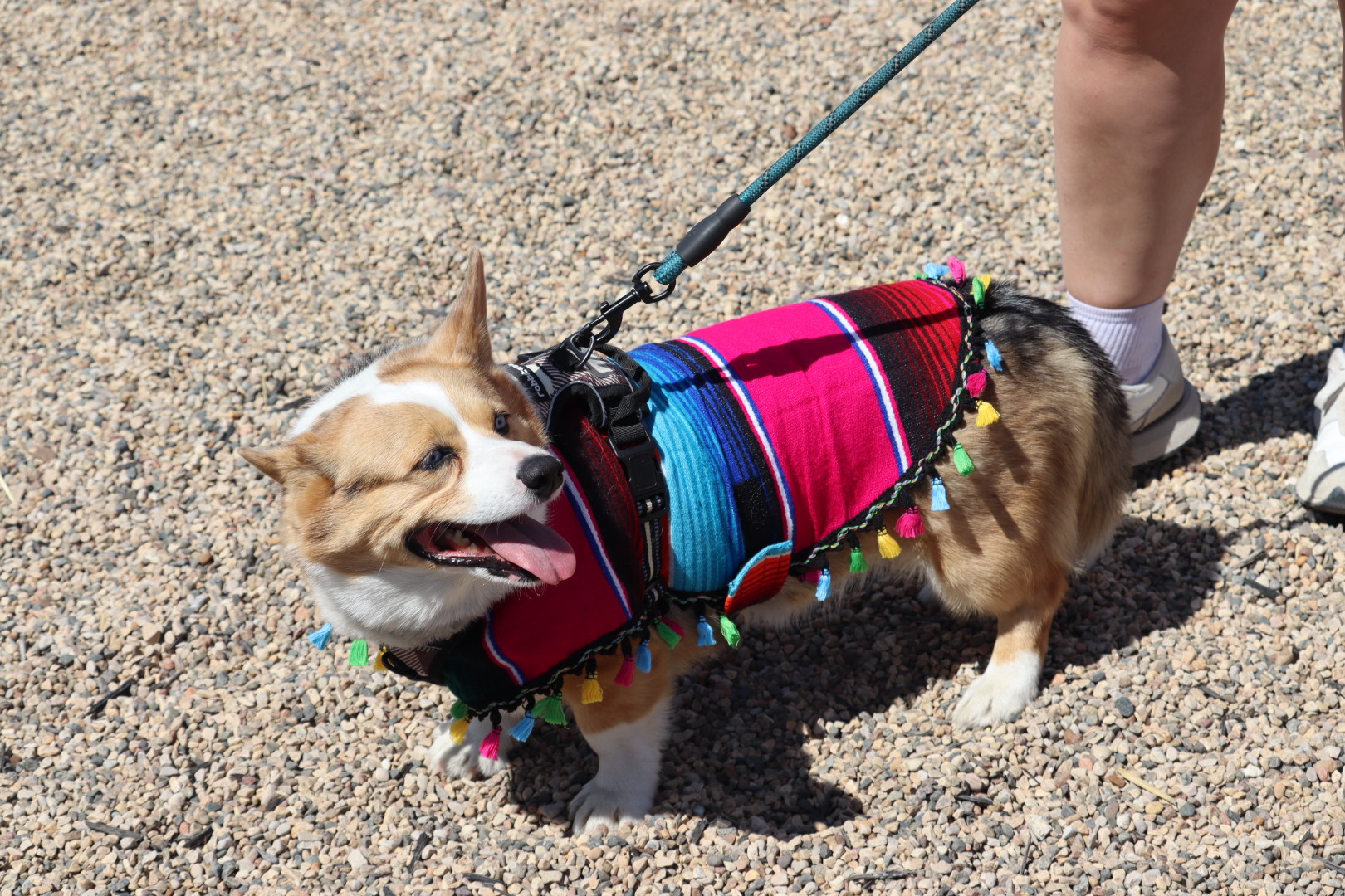 Sask Corgi Races - a celebration of low-ride speedsters ...