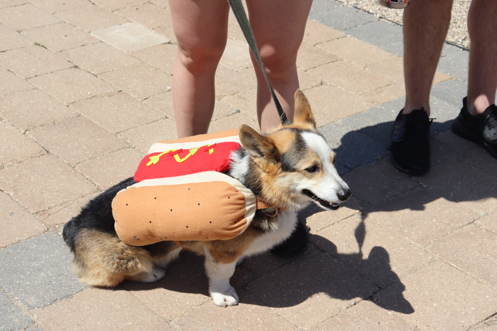 Sask Corgi Races - a celebration of low-ride speedsters ...