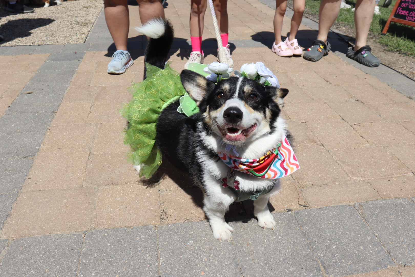 Sask Corgi Races - a celebration of low-ride speedsters ...