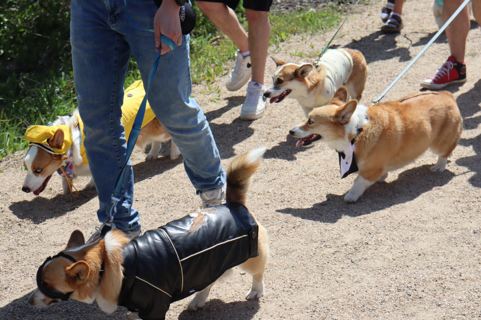 Sask Corgi Races - a celebration of low-ride speedsters ...
