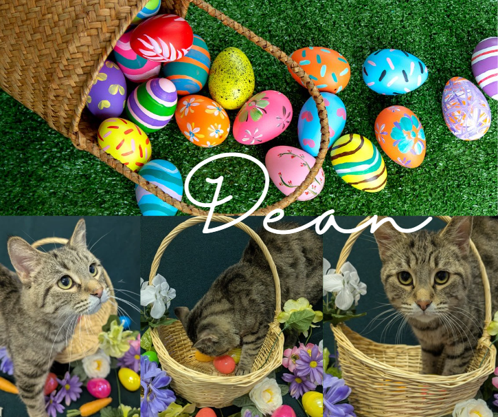 Fetch a Friend - Dean - WestCentralOnline: West Central Saskatchewan's ...