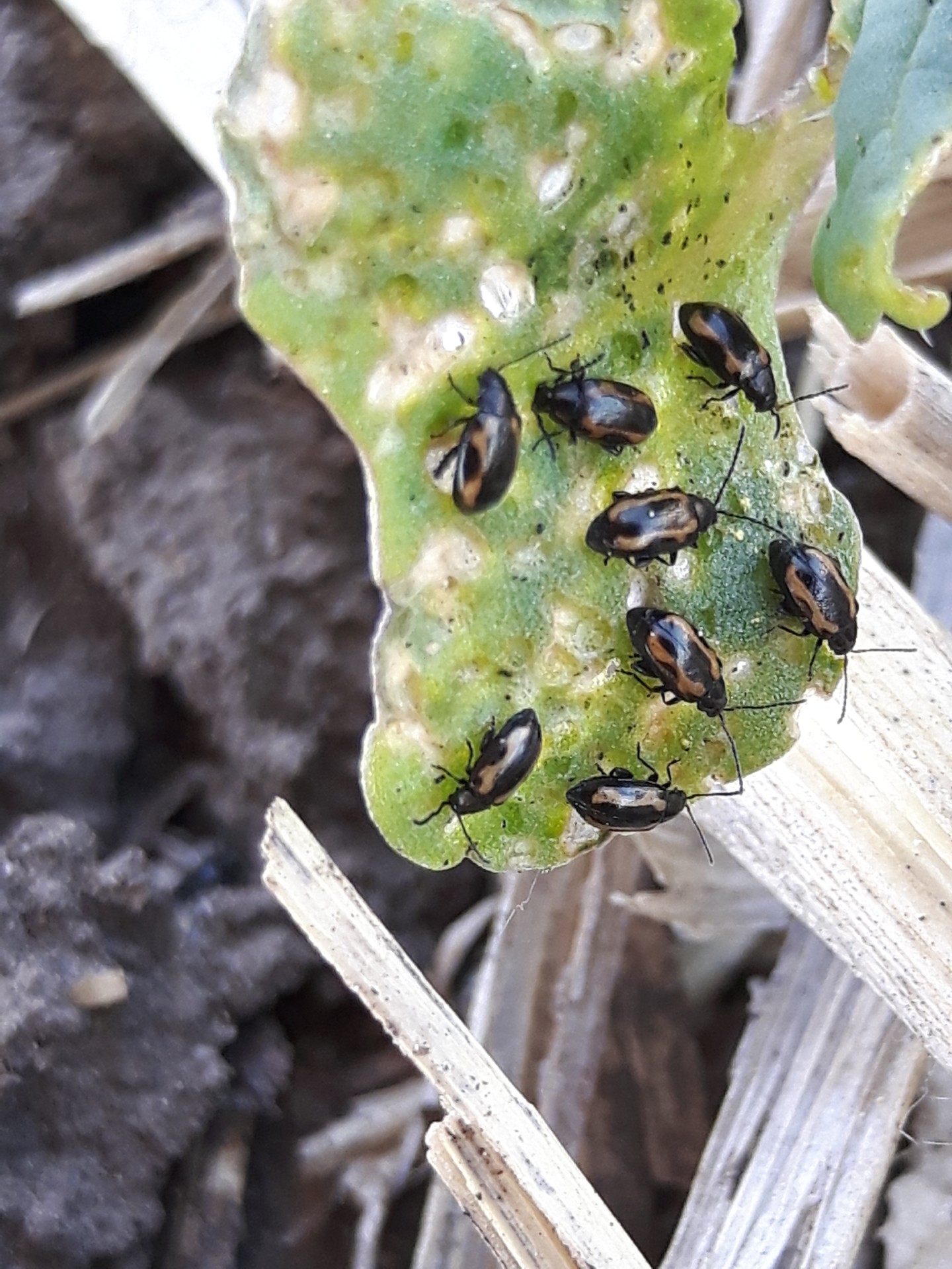 How to use foliar sprays effectively against flea beetles ...