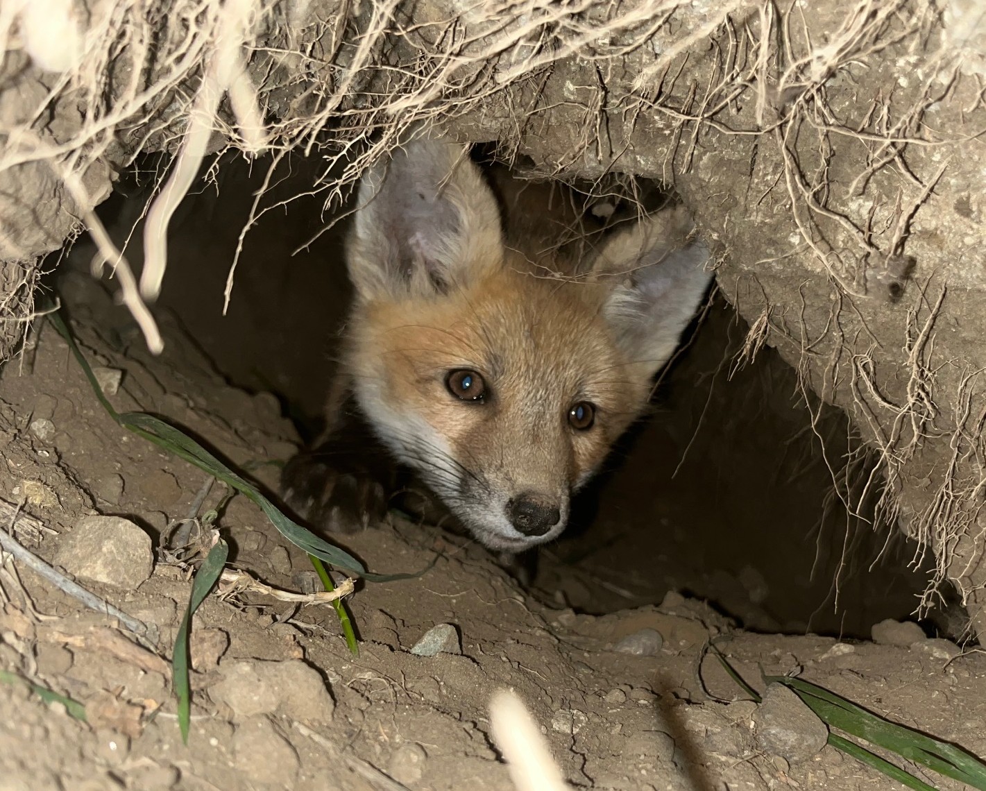 Locals to keep an eye out for young wildlife - SwiftCurrentOnline.com ...