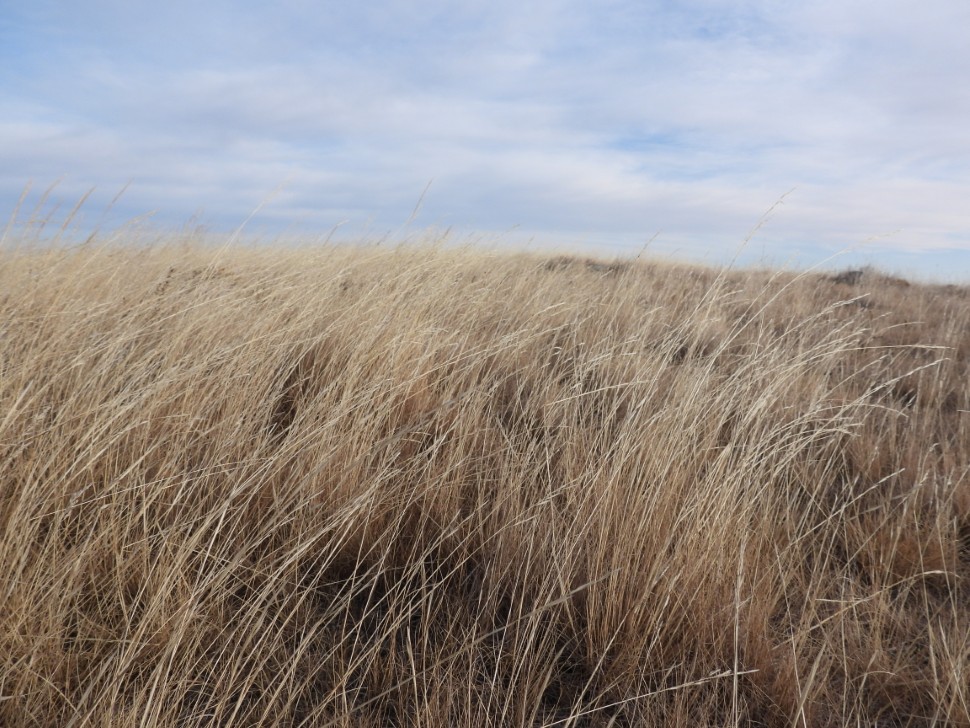 Benefits of Deferred Grazing on Native Prairie - ReachFM: Peace Country ...