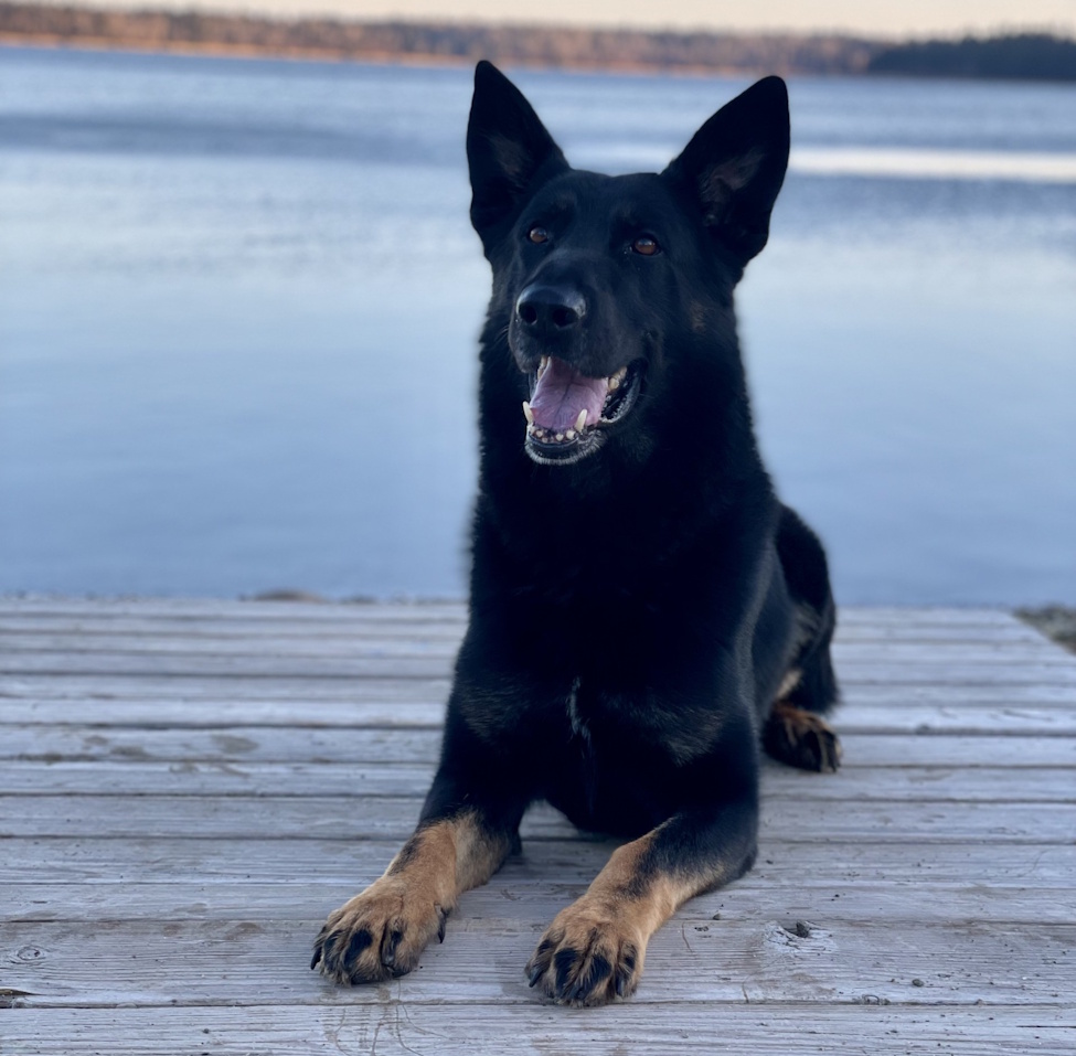 Ste. Rose du Lac RCMP execute warrant, make arrest with help from ...