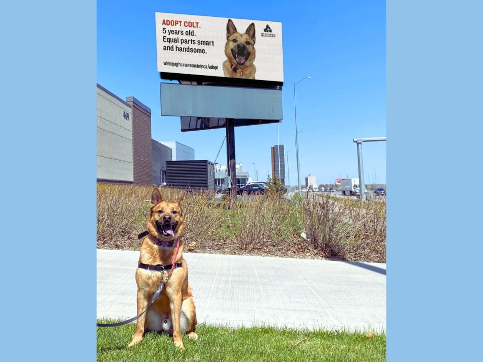 Billboard campaign aims to find homes for long-term shelter dogs in ...