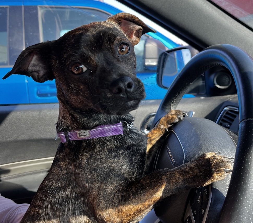 April's Perfect Pet is Zara - DiscoverMooseJaw.com - Local news ...