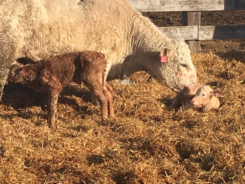 Tips for breeding season success - SteinbachOnline.com - Local news ...