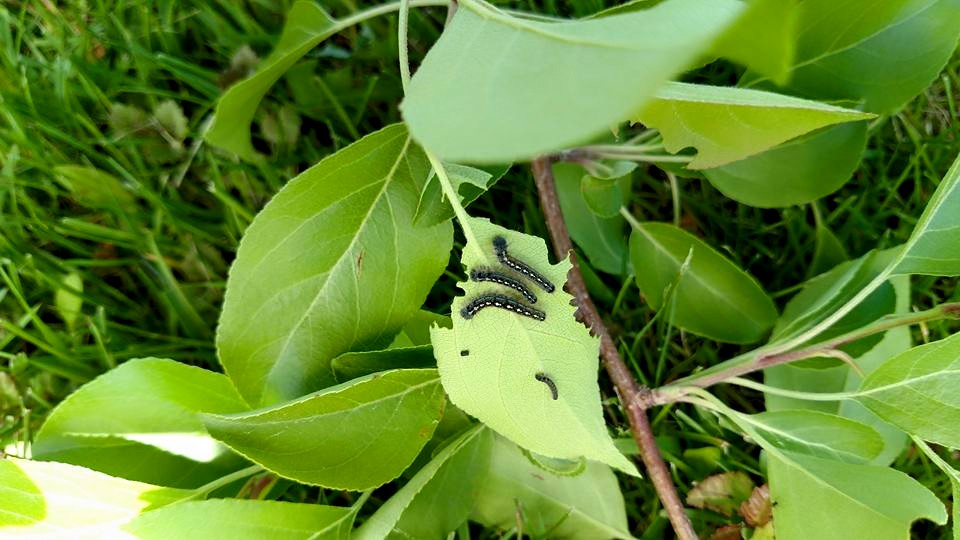 City starts tree pest control program on Tuesday - Classic107: Winnipeg ...