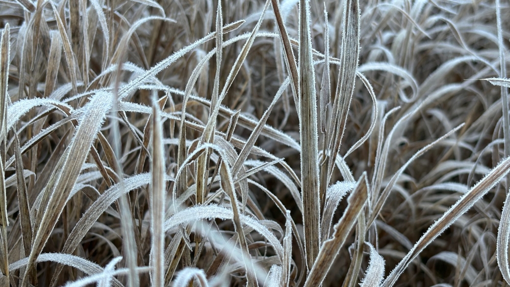 Environment Canada warns of patchy frost overnight - DiscoverAirdrie ...
