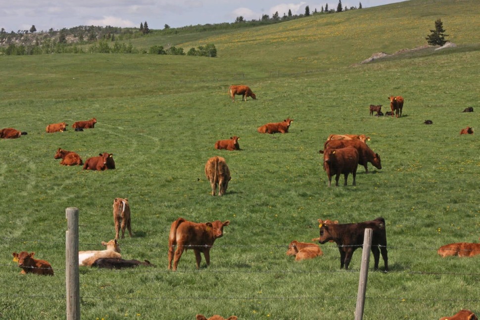 Cattle rustling? Unlikely, but theft and fraud still harm producers ...