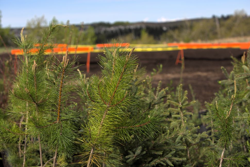 Perfect start to two-day community tree planting - CochraneNow ...