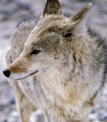 Aggressive coyote behaviour prompts warning at popular Alberta park ...