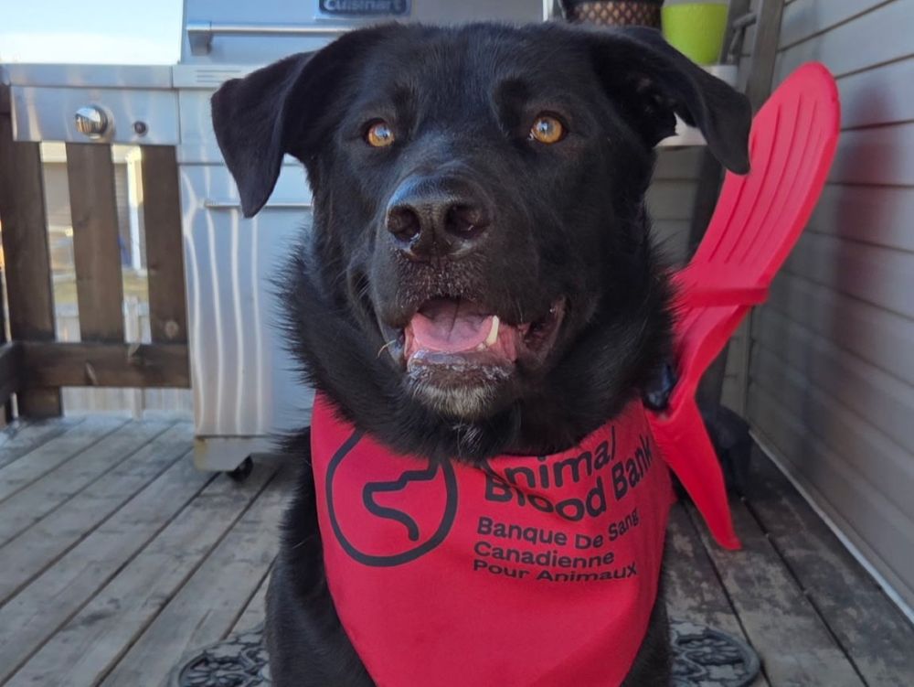 Upcoming canine blood drive in Diamond Valley to support dogs in need ...