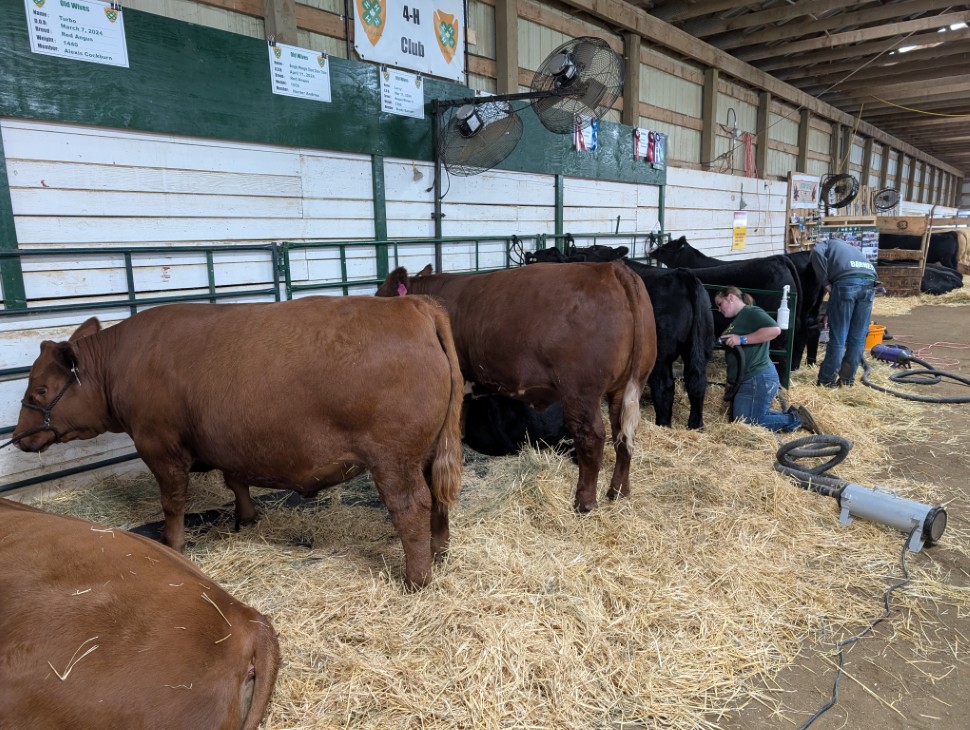 Hard-working youth show off months of effort at 4-H cattle show ...