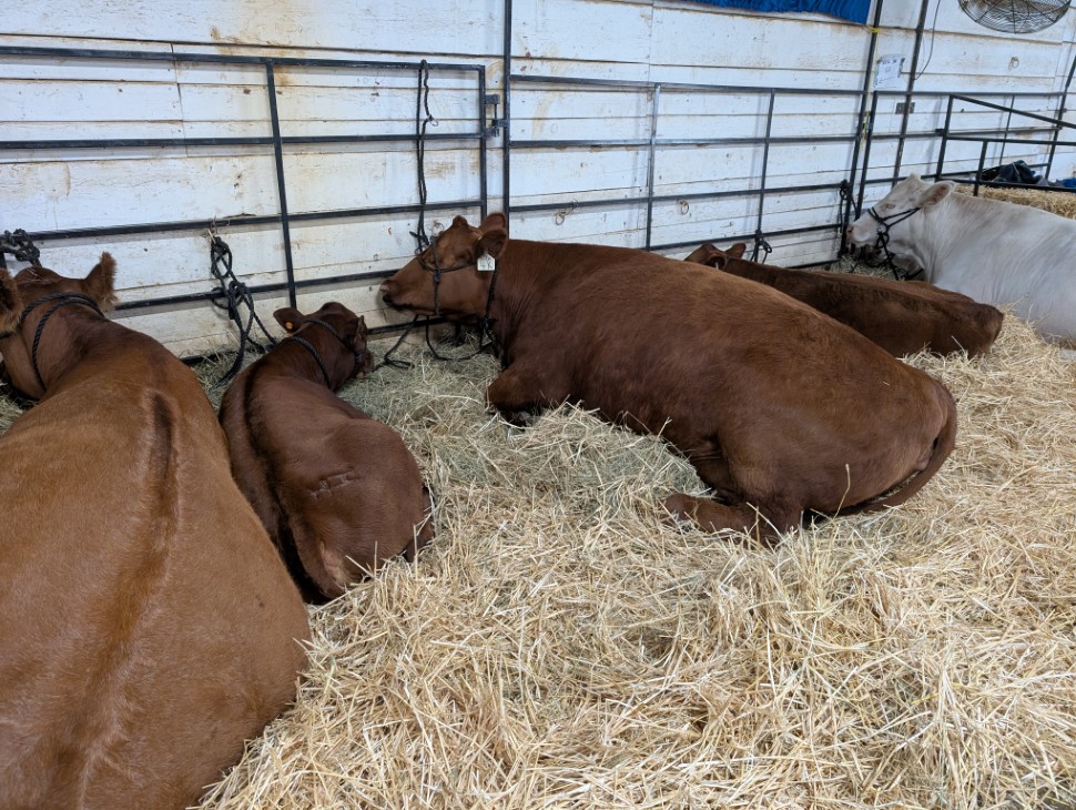 Hard-working youth show off months of effort at 4-H cattle show ...