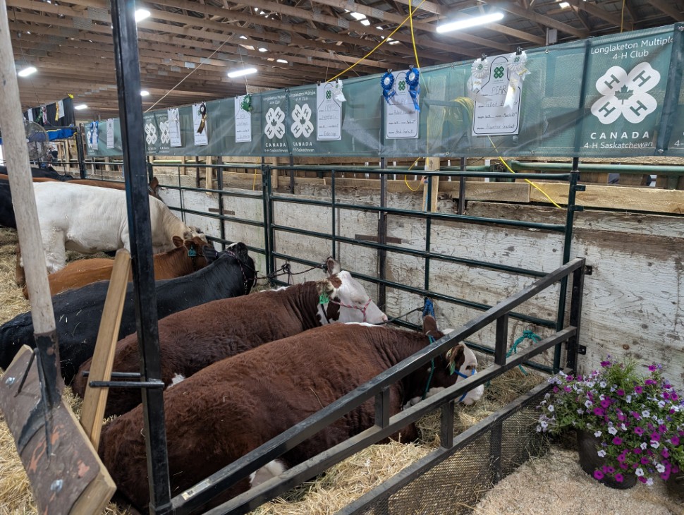 Hard-working youth show off months of effort at 4-H cattle show ...