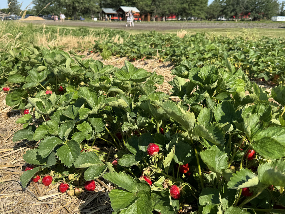 Start of summer means start of U-pick season - CentralAlbertaOnline.com ...