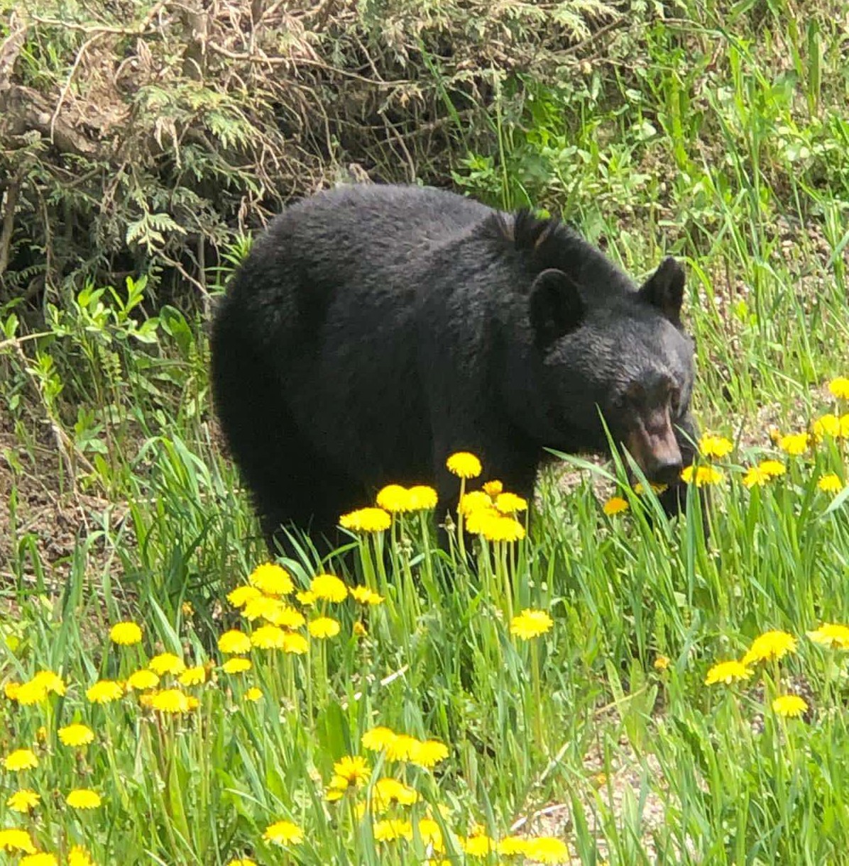 Bear damages unoccupied tent, prompts backcountry closure in Kananaskis ...