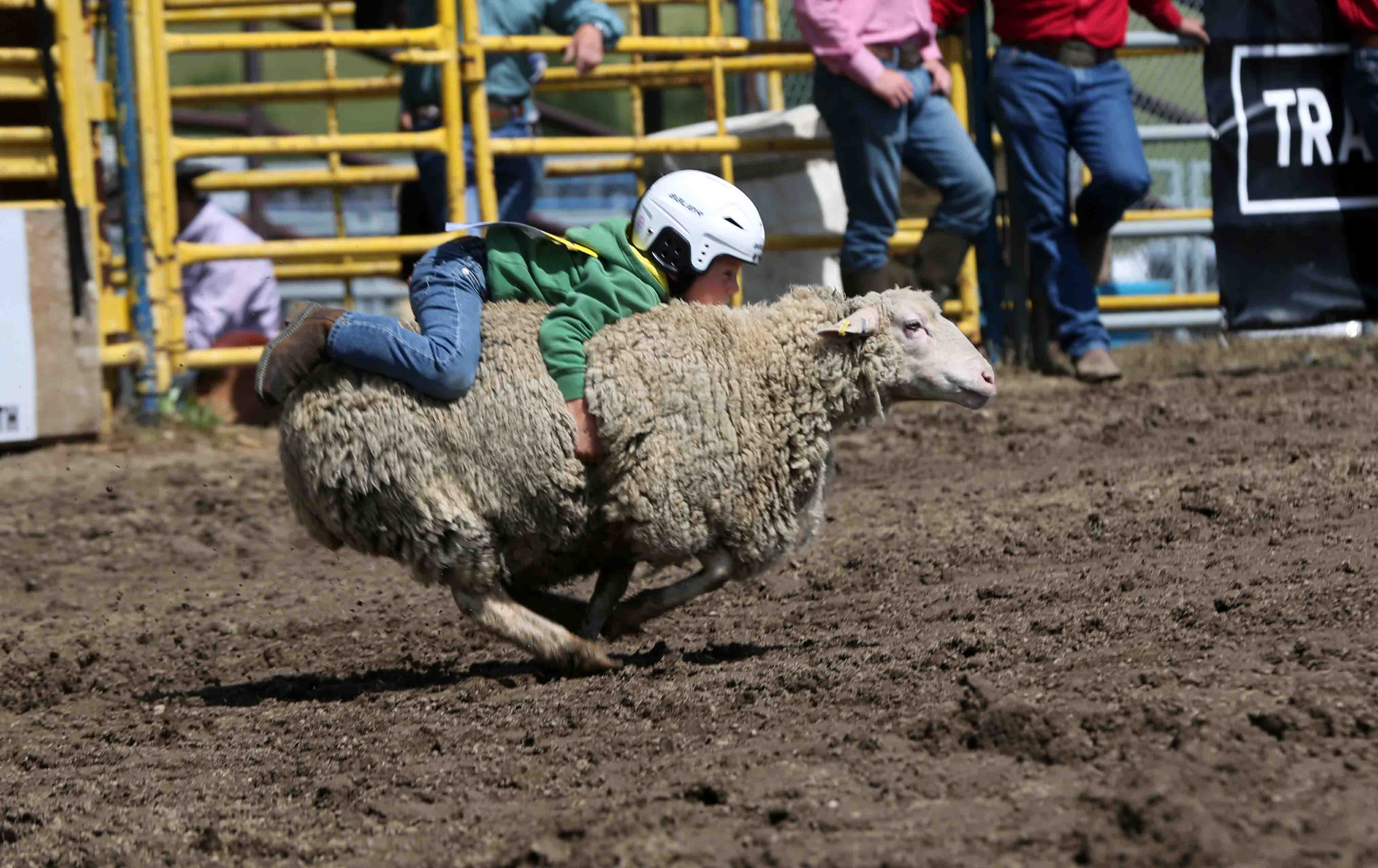 Dust flies and hearts buck wild at Airdrie Pro Rodeo - DiscoverAirdrie ...