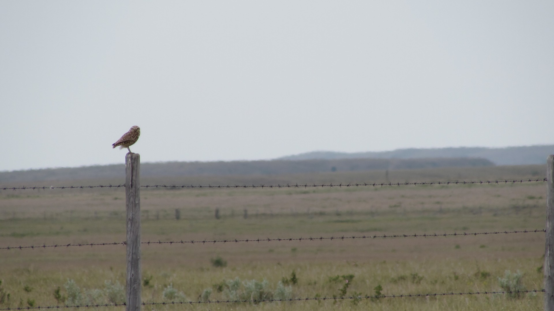 Burrowing Owls pop back up in farmers' fields following winter retreat ...