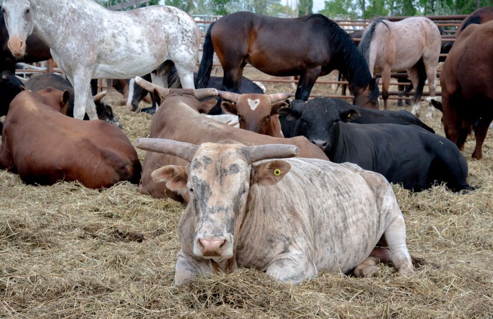 Photo gallery: midway, rodeo and more at Energy City Ex 2025 ...