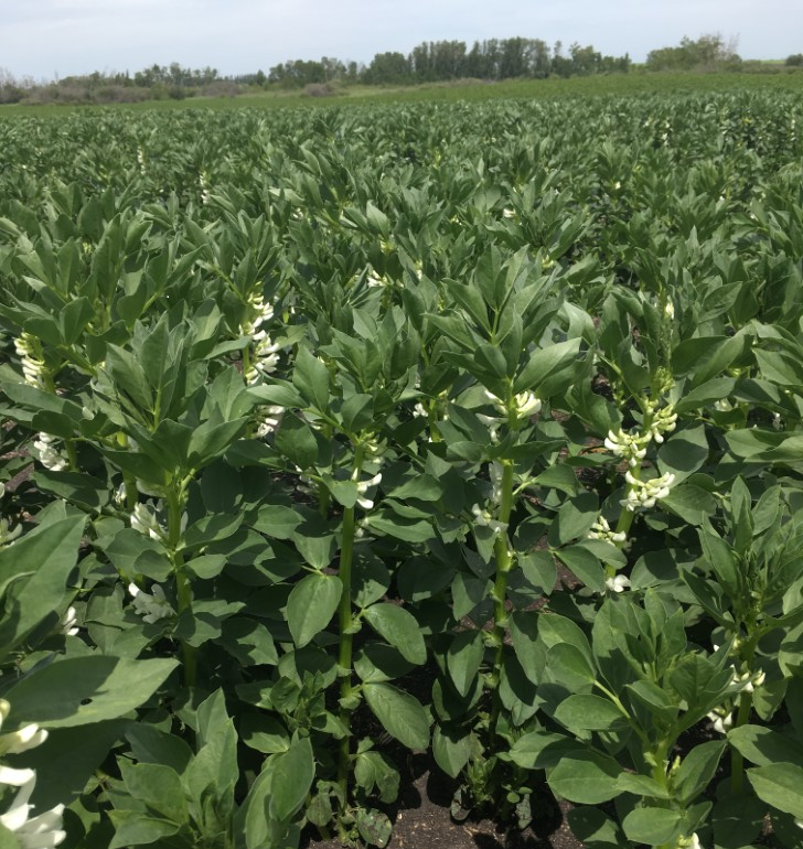 New focus on developing Faba Bean varieties - WestCentralOnline: West ...