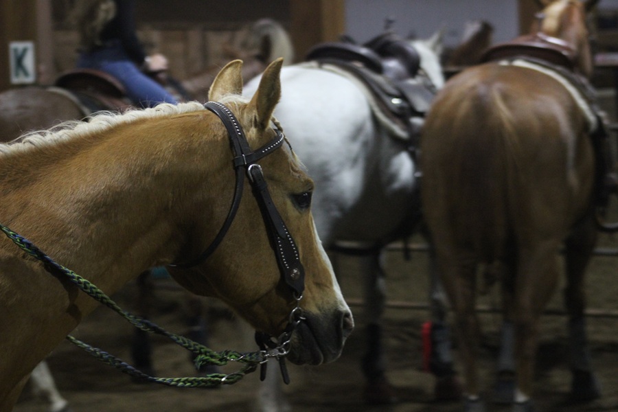 Tyrrell Riding Academy hosts benefit event for rider in need ...