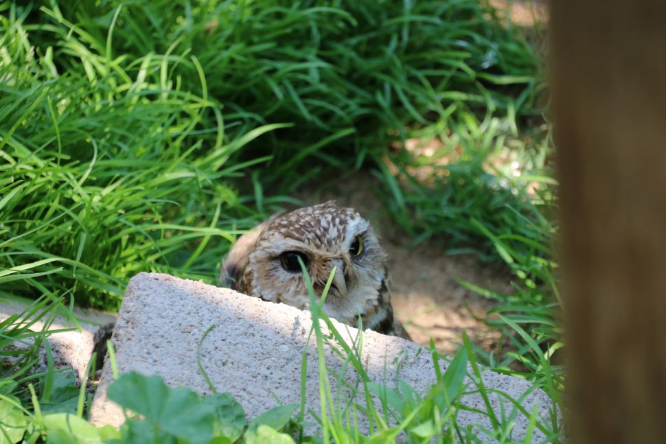 Visit wide-eyed, adorable Prairie natives at the Saskatchewan Burrowing ...