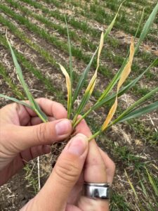 Barley Yellow Dwarf Virus has been found in two wheat fields in ...