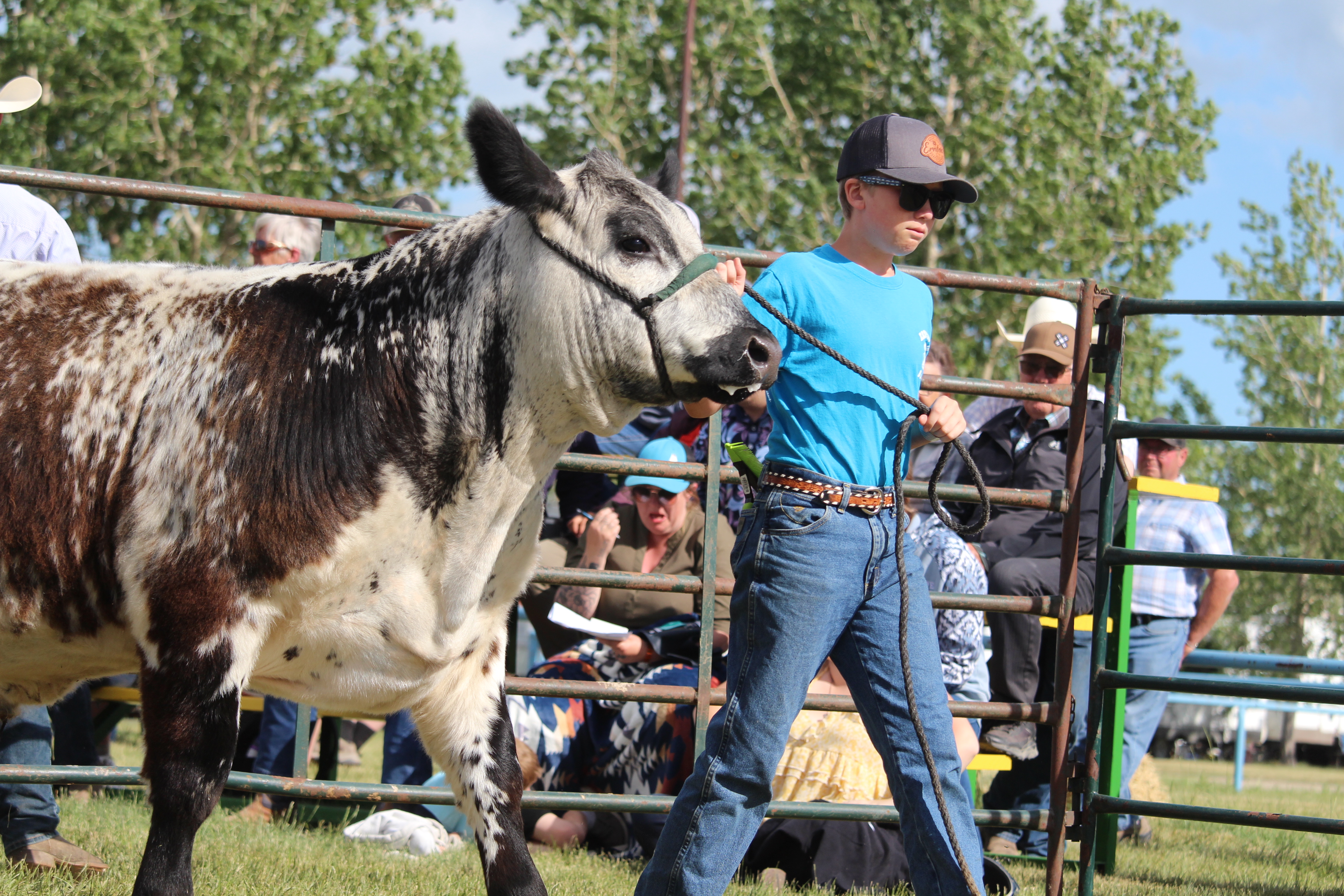4-H Show & Sale sees $11,000 steer sold locally - SwiftCurrentOnline ...