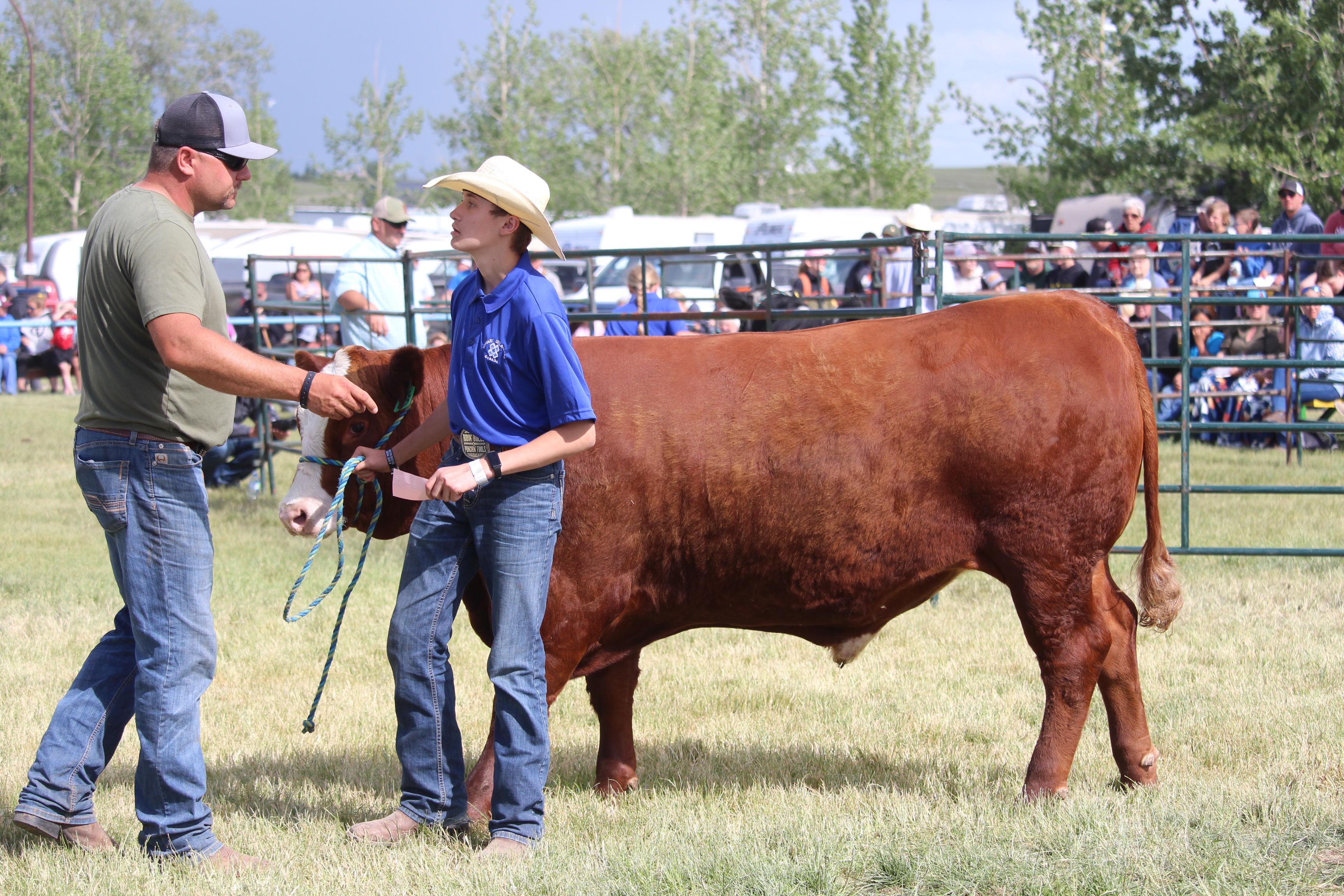 4-H Show & Sale sees $11,000 steer sold locally - SwiftCurrentOnline ...